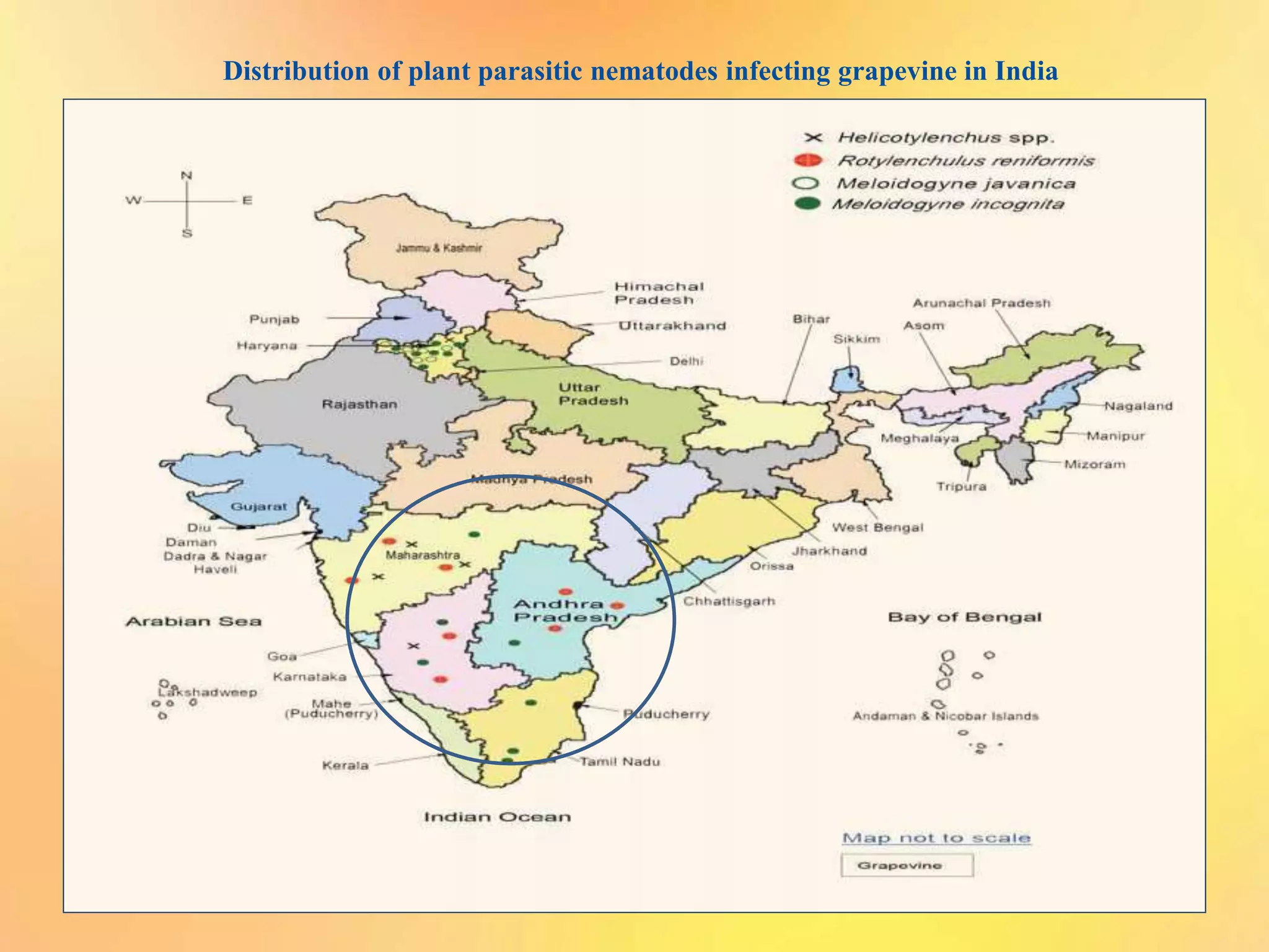 MAJOR PLANT PARASITIC NEMATODES OF INDIA THEIR DISTRIBUTION AND ...