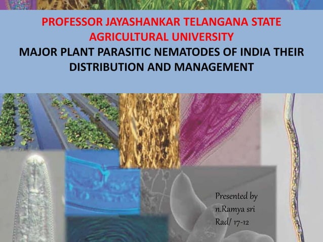 MAJOR PLANT PARASITIC NEMATODES OF INDIA THEIR DISTRIBUTION AND MANAGEMENT | PPTX | Agriculture ...