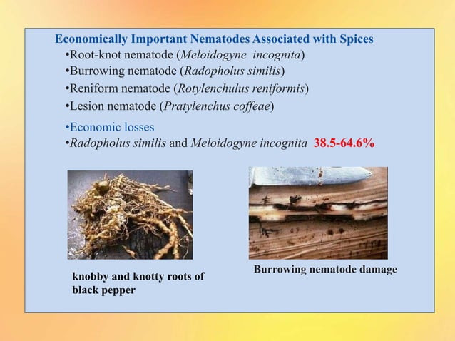 MAJOR PLANT PARASITIC NEMATODES OF INDIA THEIR DISTRIBUTION AND MANAGEMENT | PPTX | Agriculture ...