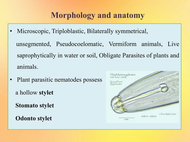 MAJOR PLANT PARASITIC NEMATODES OF INDIA THEIR DISTRIBUTION AND MANAGEMENT