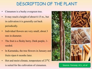 Credit cinnamon | PPT