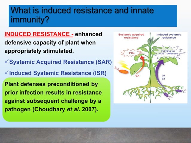 Mycorrhizal induced resistance and plant innate immunity | PPTX | Gardening | Home & Garden