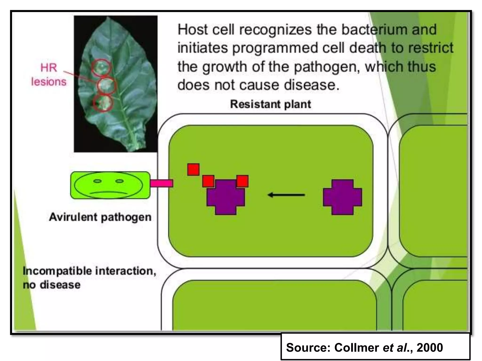 Programmed cell death in plant disease perspective | PPT