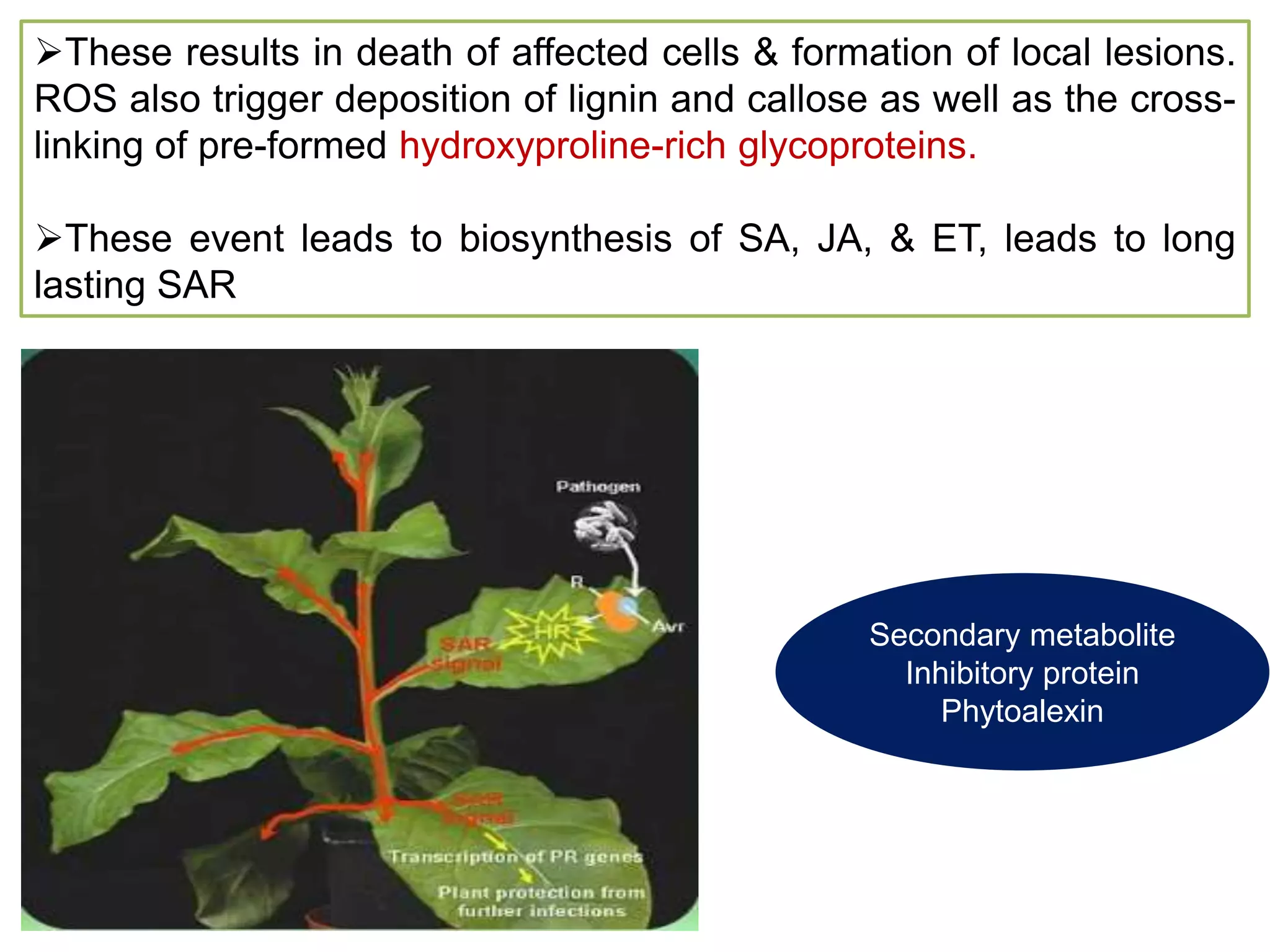 Programmed cell death in plant disease perspective | PPT