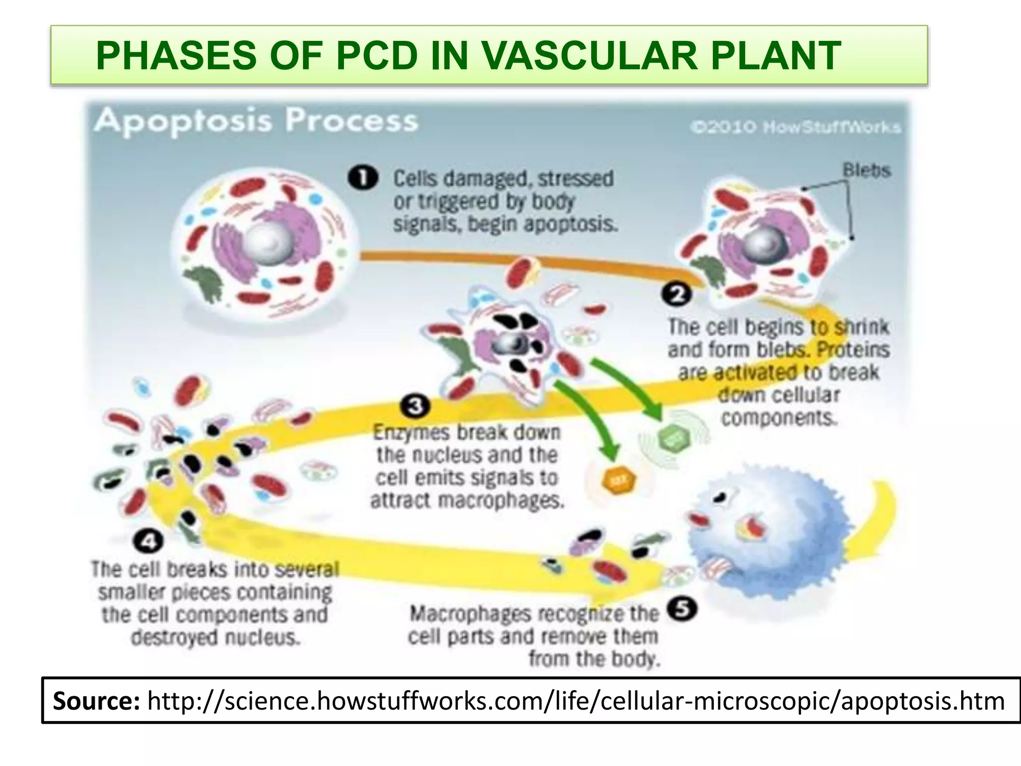 Programmed cell death in plant disease perspective | PPT