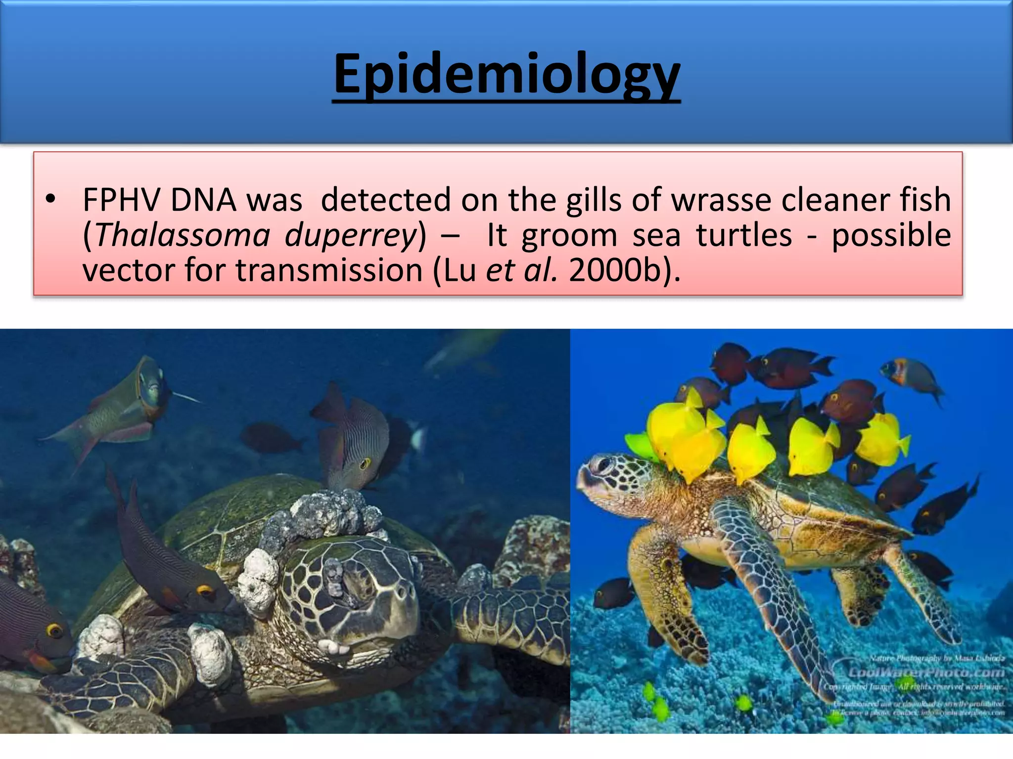 AN OUTLINE ON HERPESVIRAL DISEASES IN MARINE TURTLES | PPTX