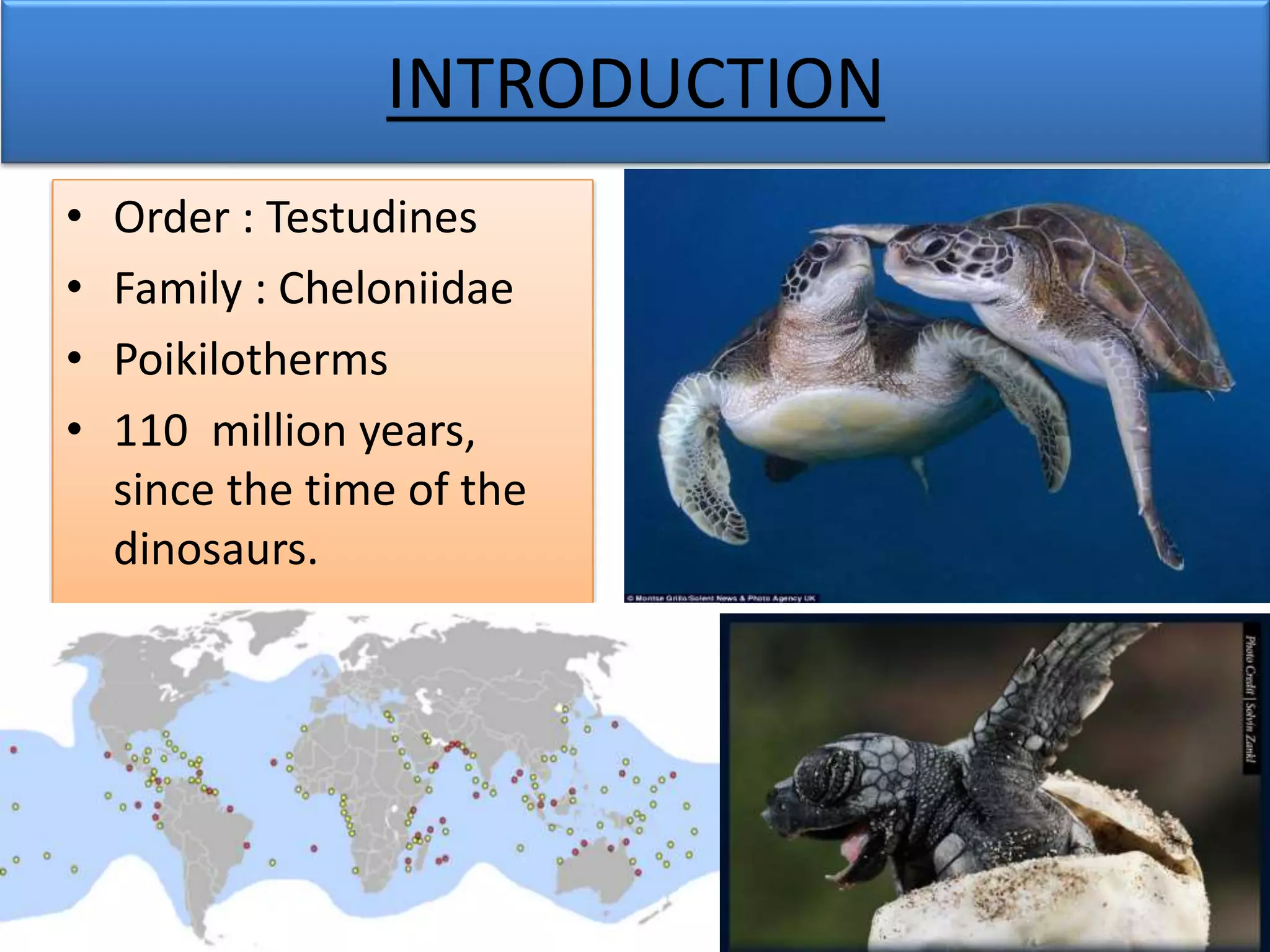 AN OUTLINE ON HERPESVIRAL DISEASES IN MARINE TURTLES | PPTX