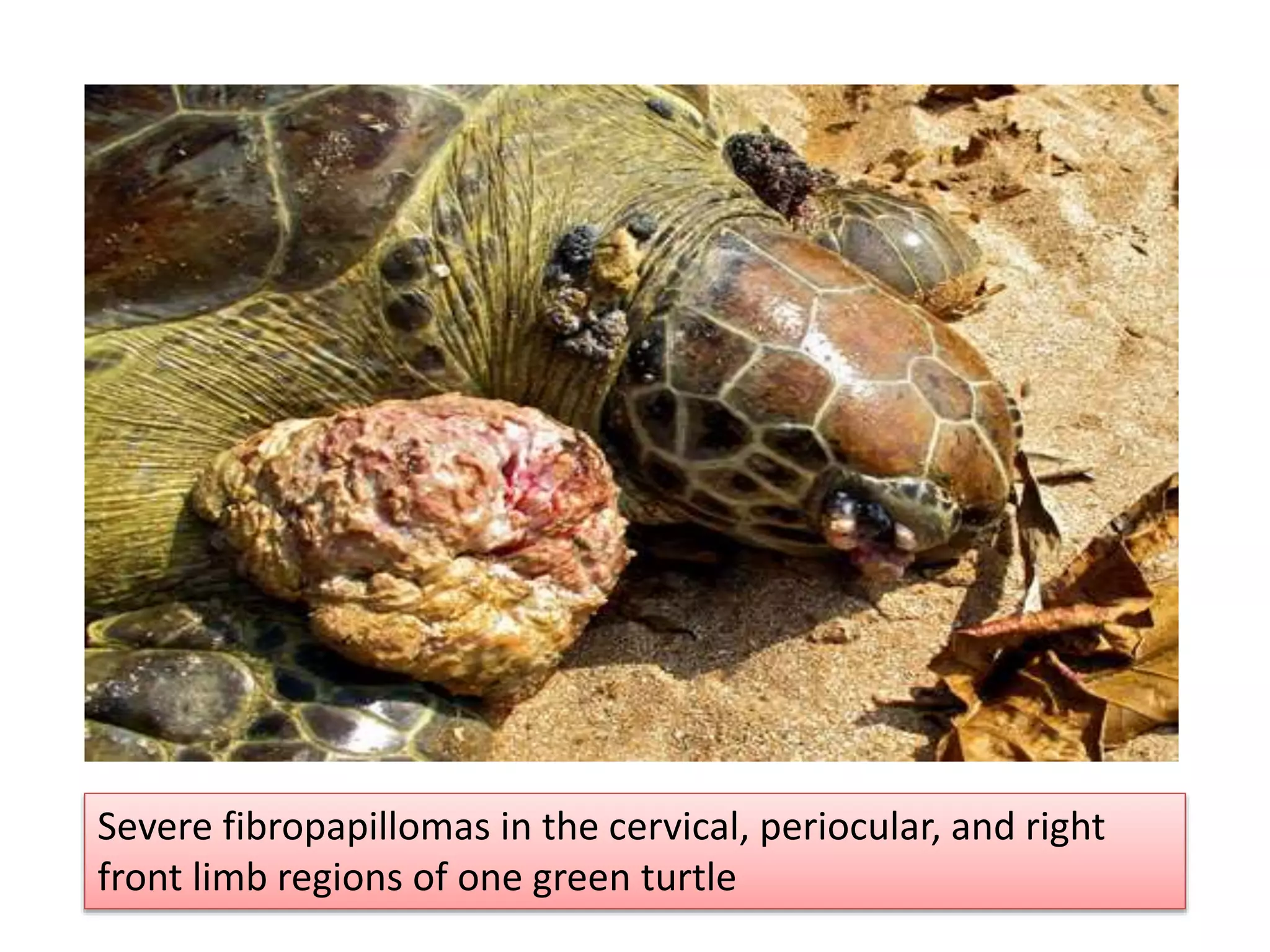 AN OUTLINE ON HERPESVIRAL DISEASES IN MARINE TURTLES | PPTX
