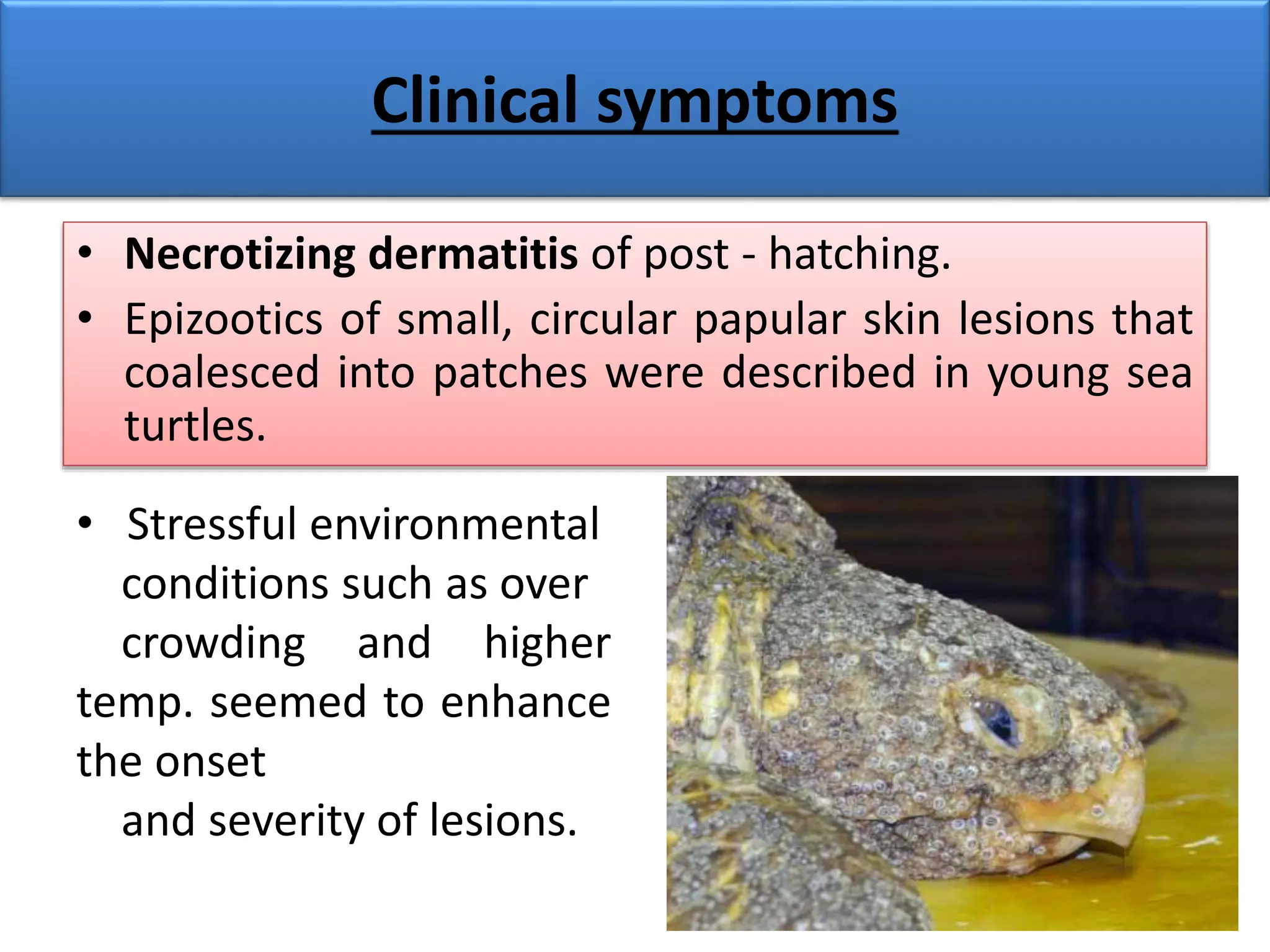 AN OUTLINE ON HERPESVIRAL DISEASES IN MARINE TURTLES | PPT
