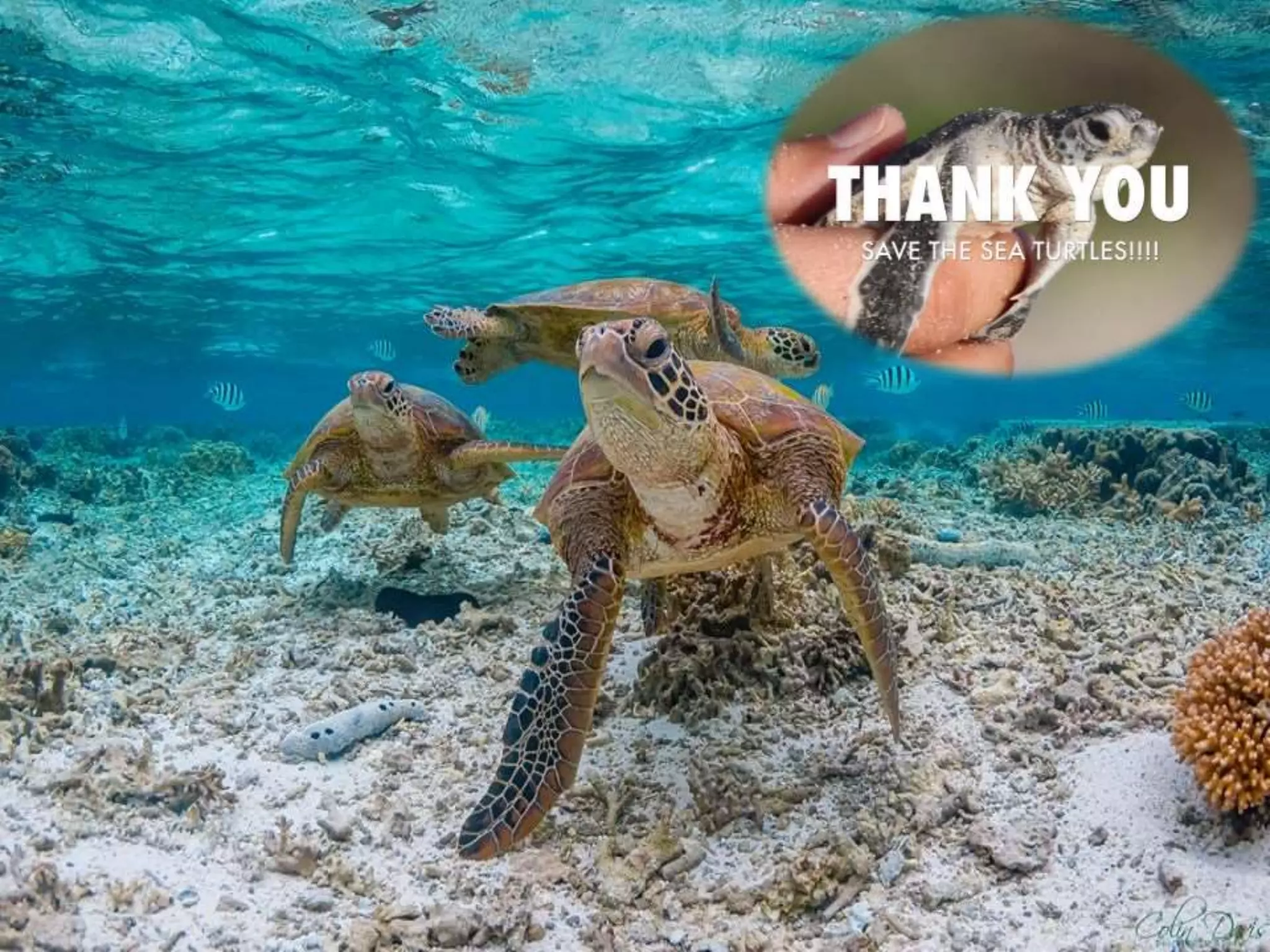 AN OUTLINE ON HERPESVIRAL DISEASES IN MARINE TURTLES | PPTX