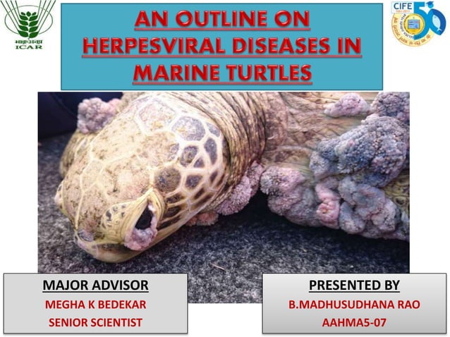 AN OUTLINE ON HERPESVIRAL DISEASES IN MARINE TURTLES | PPT