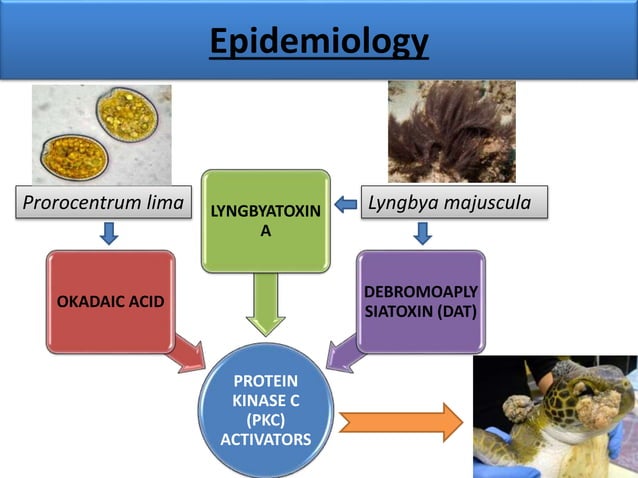 AN OUTLINE ON HERPESVIRAL DISEASES IN MARINE TURTLES | PPT