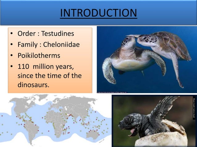 AN OUTLINE ON HERPESVIRAL DISEASES IN MARINE TURTLES | PPT