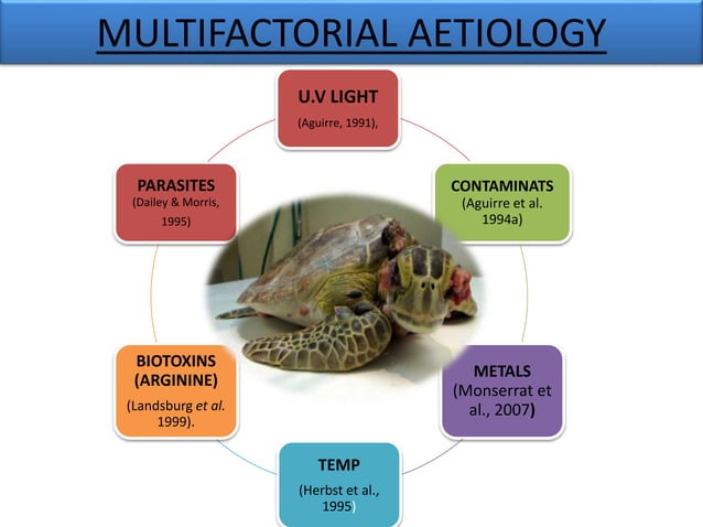AN OUTLINE ON HERPESVIRAL DISEASES IN MARINE TURTLES | PPT
