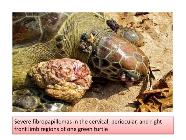 AN OUTLINE ON HERPESVIRAL DISEASES IN MARINE TURTLES | PPT