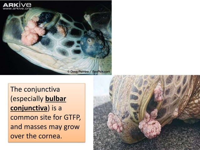 AN OUTLINE ON HERPESVIRAL DISEASES IN MARINE TURTLES | PPT