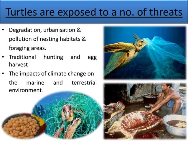 AN OUTLINE ON HERPESVIRAL DISEASES IN MARINE TURTLES | PPT