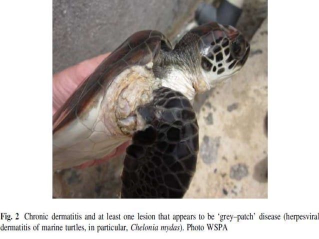 AN OUTLINE ON HERPESVIRAL DISEASES IN MARINE TURTLES | PPT