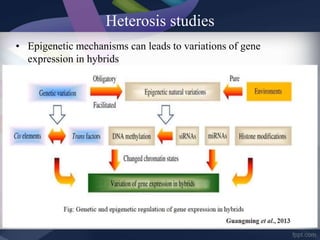 epigenomics for crop improvement | PPT
