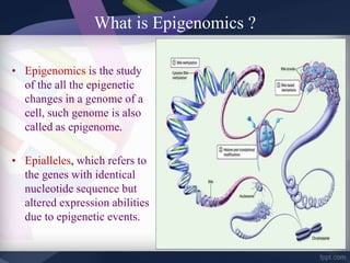 epigenomics for crop improvement | PPT | Biotech and Biomedical ...