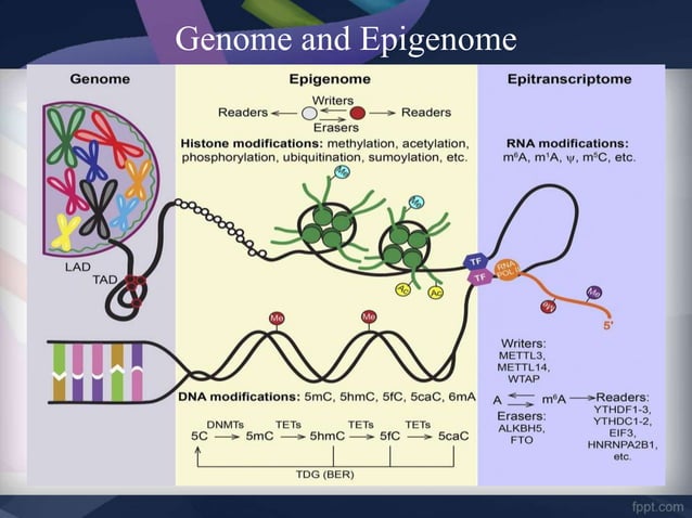 epigenomics for crop improvement | PPT