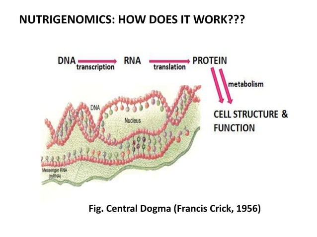 Nutrigenomics: An emerging science in Nutrition | PPTX | Biological ...