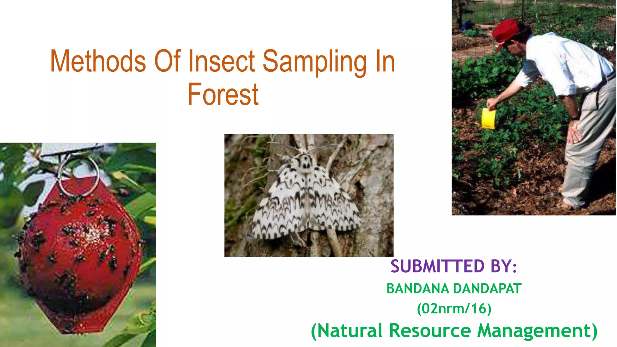 methods of insect sampling in forest | PPTX