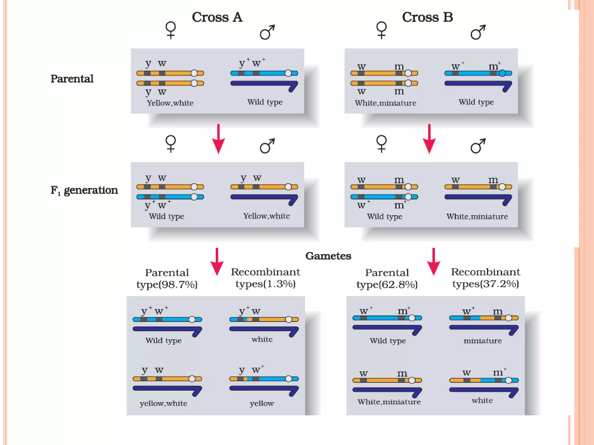 genome wide linkage mapping | PPT