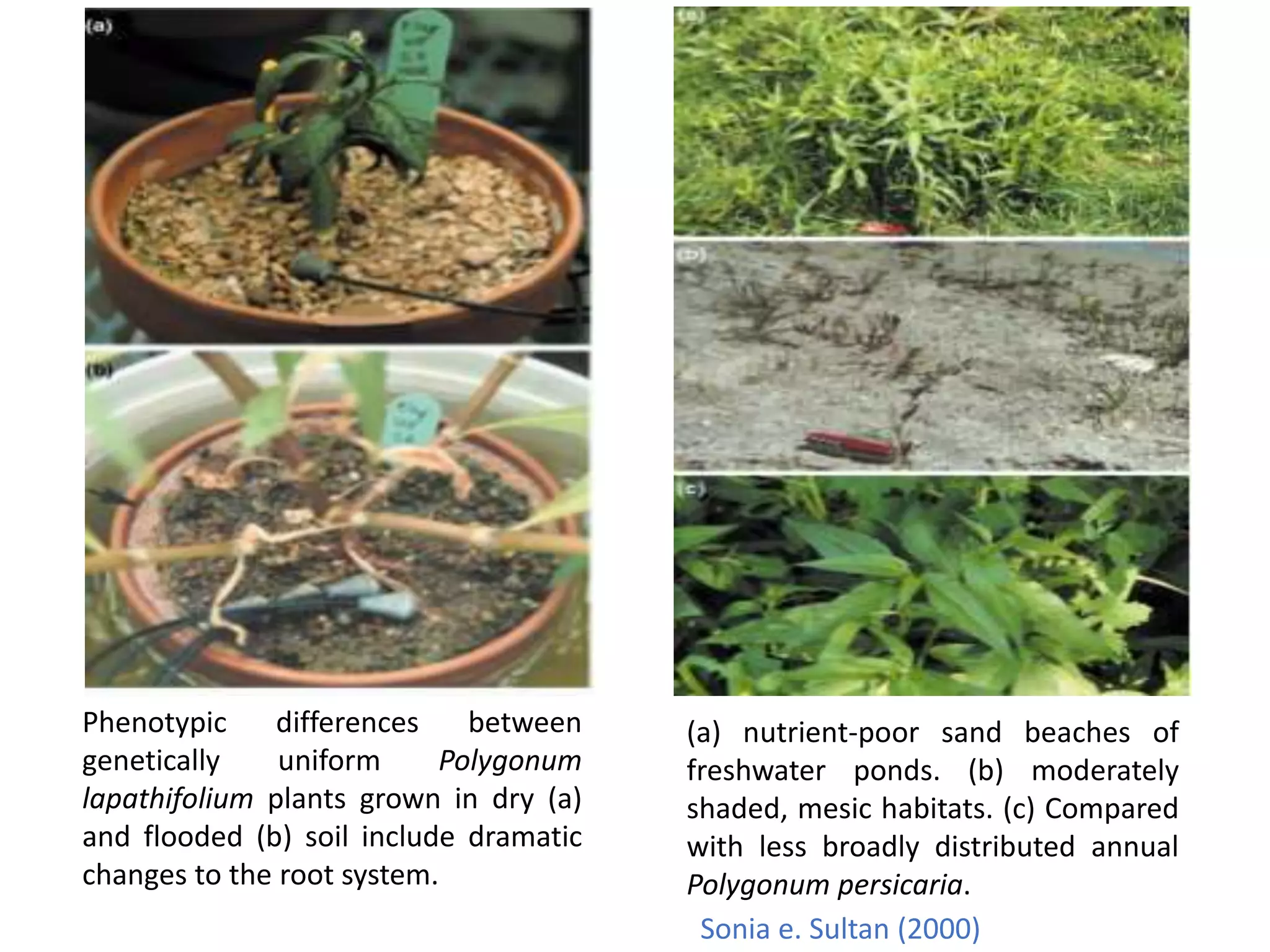 PHENOTYPIC PLASTICITY IN CROP PLANTS | PPTX