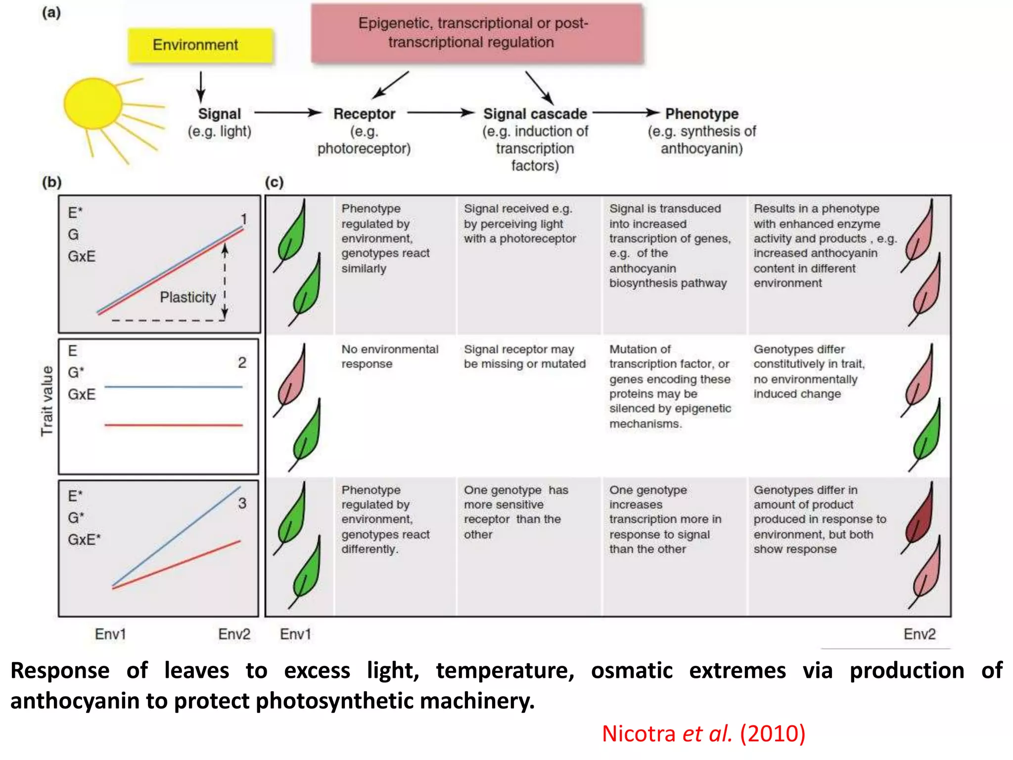 PHENOTYPIC PLASTICITY IN CROP PLANTS | PPTX