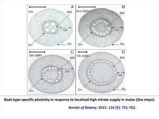 PHENOTYPIC PLASTICITY IN CROP PLANTS | PPTX