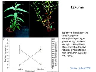 PHENOTYPIC PLASTICITY IN CROP PLANTS | PPTX