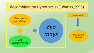 Evolutionary significance of tb1 locus in Maize | PPTX