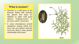 Evolutionary significance of tb1 locus in Maize | PPTX