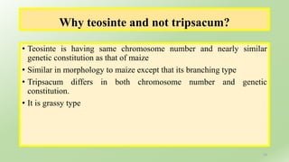 Evolutionary significance of tb1 locus in Maize | PPTX