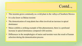 Evolutionary significance of tb1 locus in Maize | PPTX