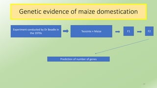 Evolutionary significance of tb1 locus in Maize | PPTX