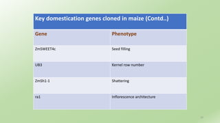 Evolutionary significance of tb1 locus in Maize | PPTX