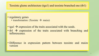 Evolutionary significance of tb1 locus in Maize | PPTX