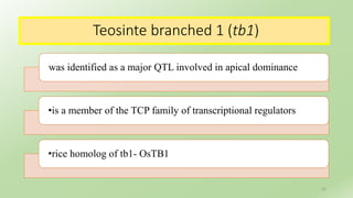 Evolutionary significance of tb1 locus in Maize | PPTX