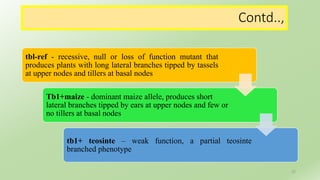 Evolutionary significance of tb1 locus in Maize | PPTX