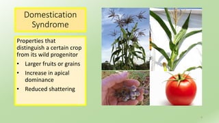 Evolutionary significance of tb1 locus in Maize | PPTX