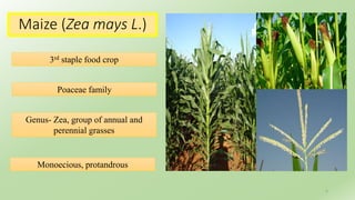 Evolutionary significance of tb1 locus in Maize | PPTX