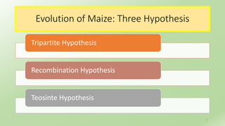 Evolutionary significance of tb1 locus in Maize | PPTX