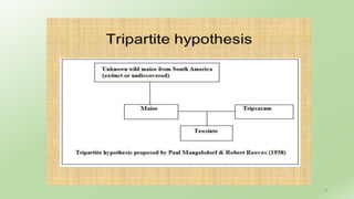 Evolutionary significance of tb1 locus in Maize | PPTX