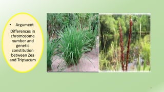 Evolutionary significance of tb1 locus in Maize | PPTX