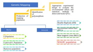 MAGIC population in Vegetables | PPT
