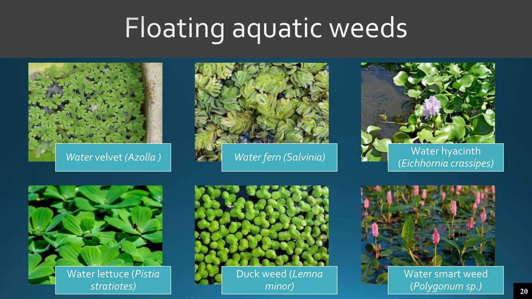 Management of Parasitic and Aquatic weeds | PPTX