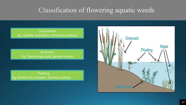 Management of Parasitic and Aquatic weeds | PPTX