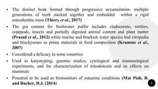 Reproductive biology and breeding of puffer fishs.pptx | Infertility ...
